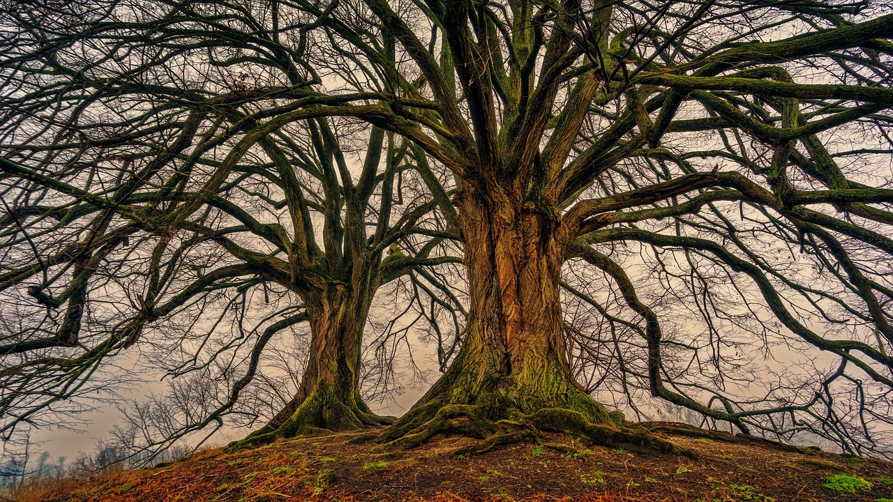 Tree Data Structure With Java